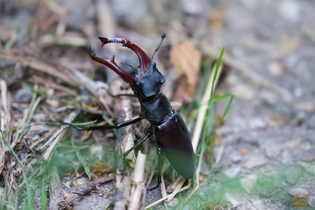 Le Lucane cerf-volant, un des plus grands insectes européens ...