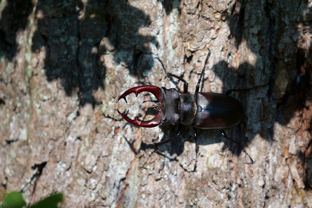 Le Lucane cerf-volant, un des plus grands insectes européens ...